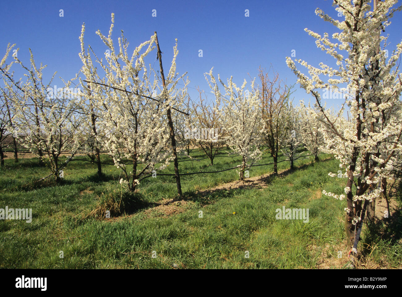 italy, emilia romagna, vignola, cherry trees Stock Photo - Alamy