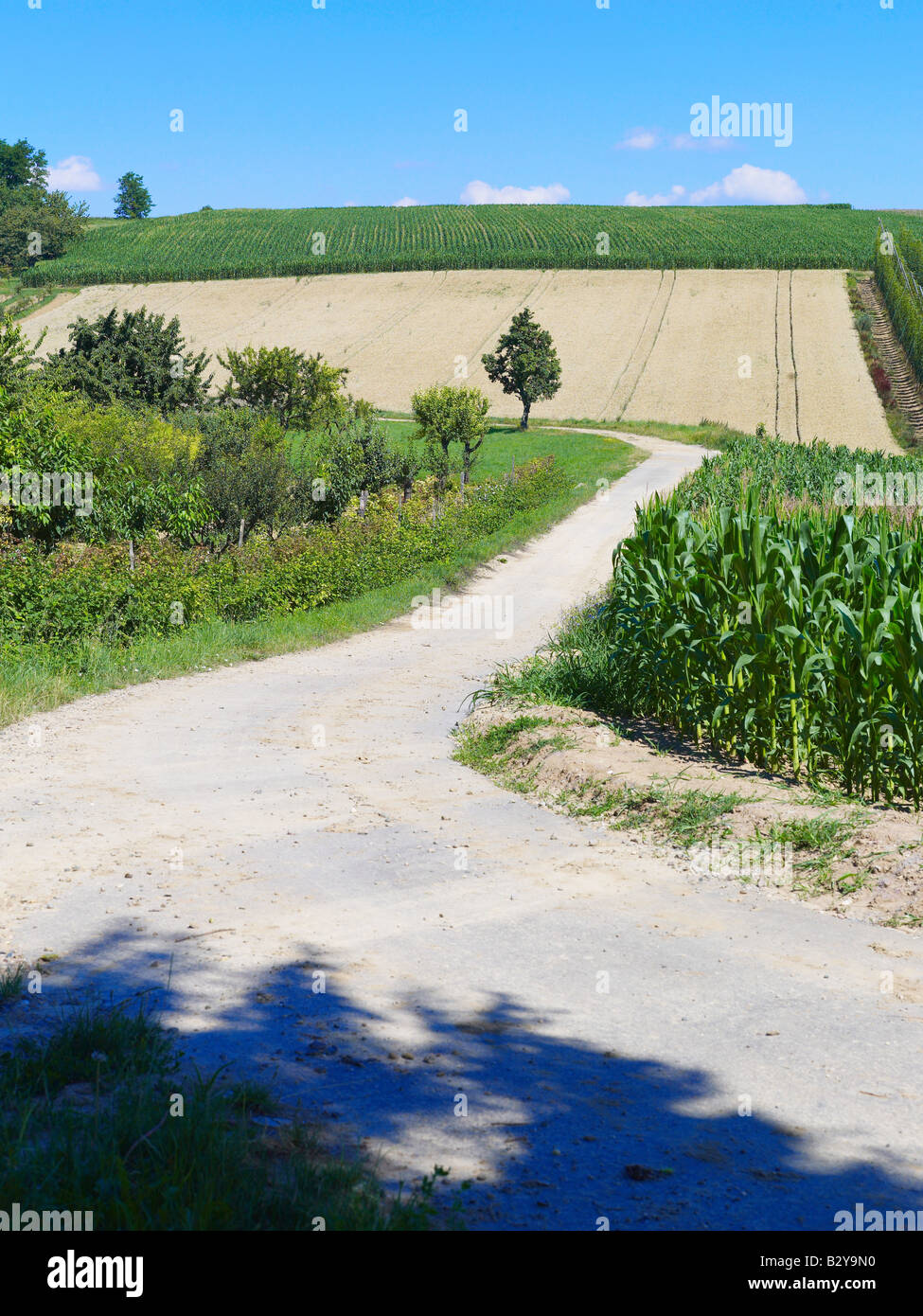DIRT FARMING ROAD WITH CORN AND HOP FIELDS ALSACE FRANCE Stock Photo ...