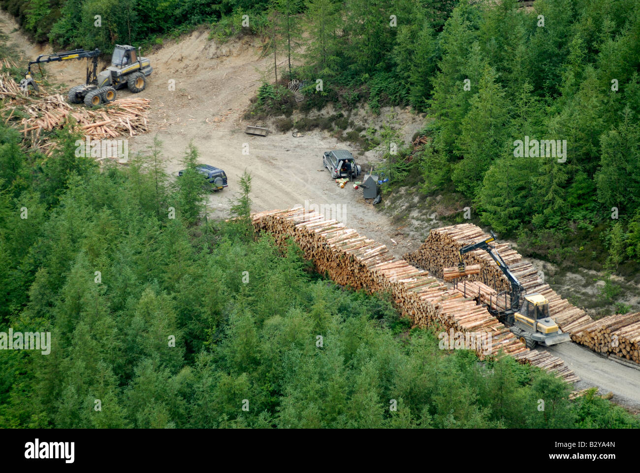 Forestry machinery processing timber in the woodland, Ceredigion, Wales ...