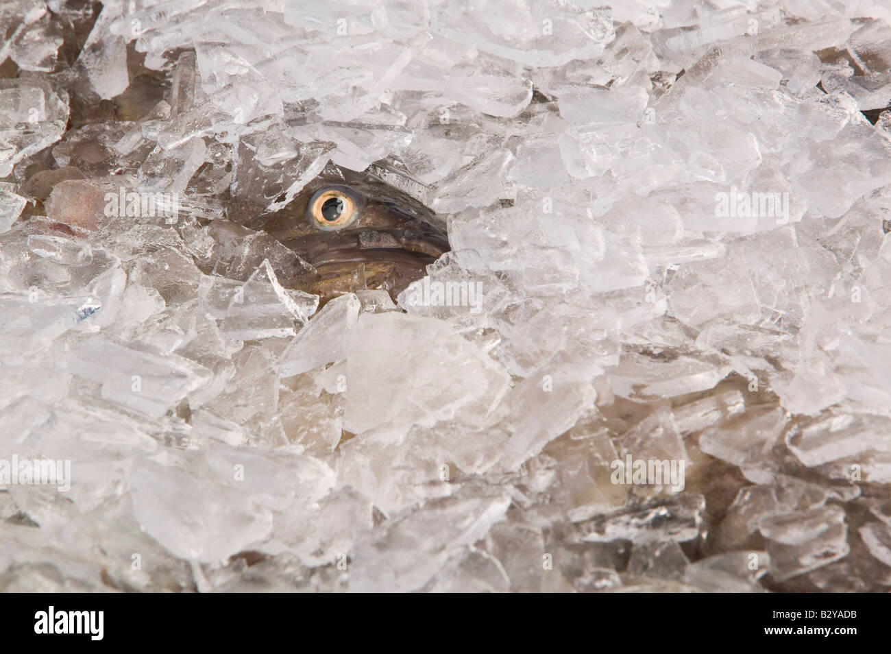 Cod in sea ice fishing hi-res stock photography and images - Alamy