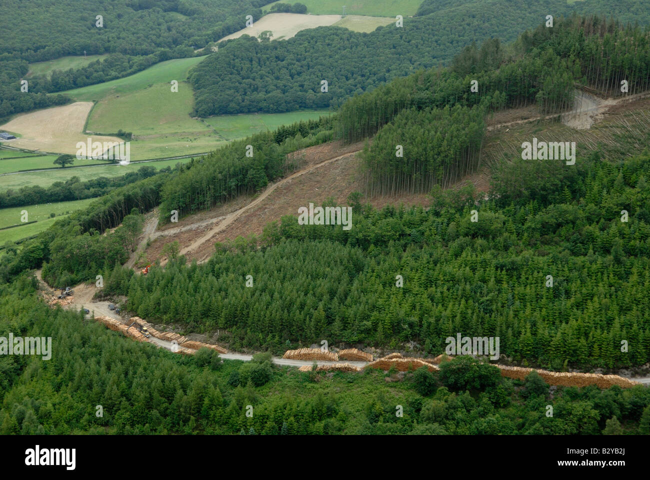 Stacks of conifer timber removed from mixed woodland, Ceredigion, Wales ...