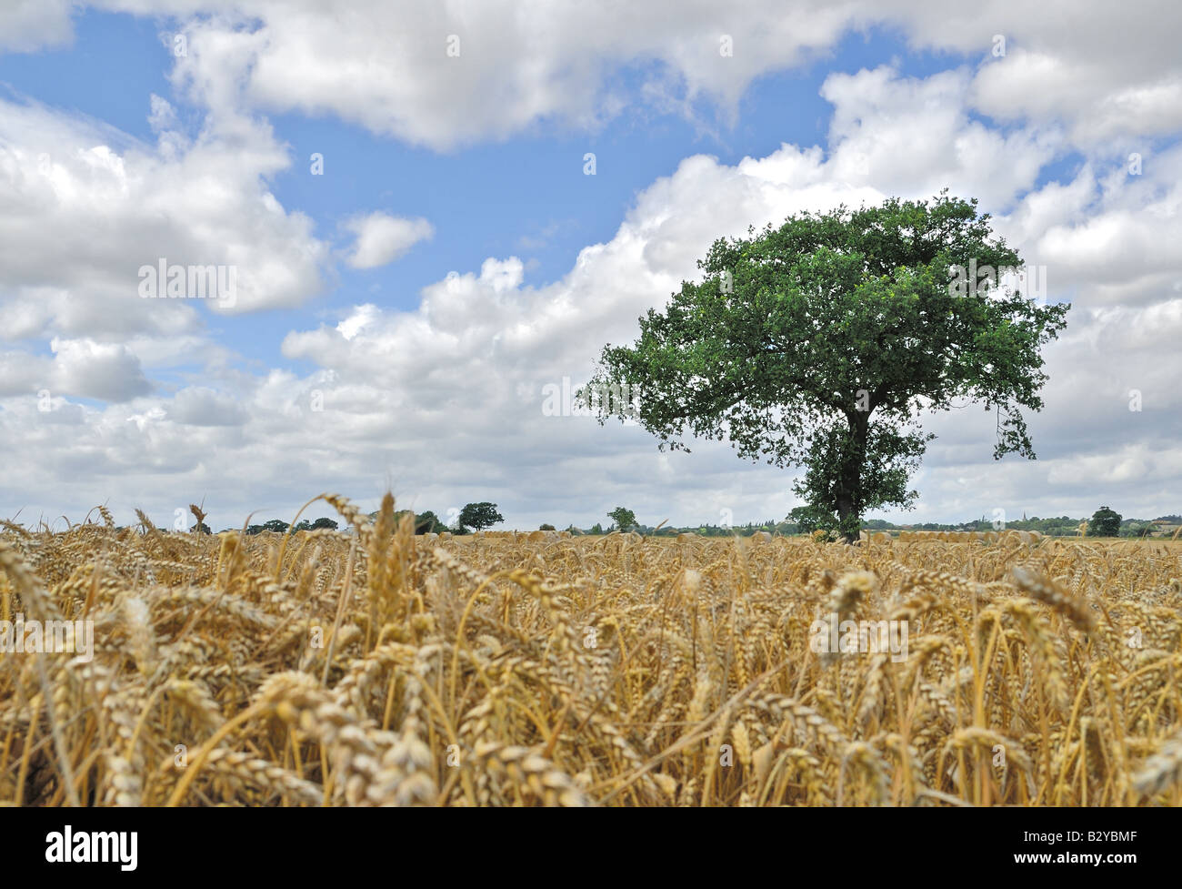 Wheat field tree england hi-res stock photography and images - Alamy