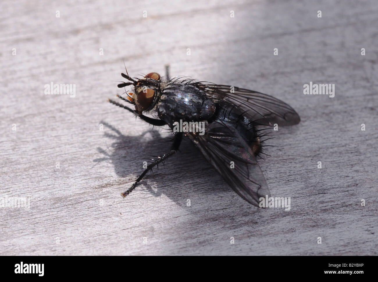 House fly maggot hi-res stock photography and images - Alamy