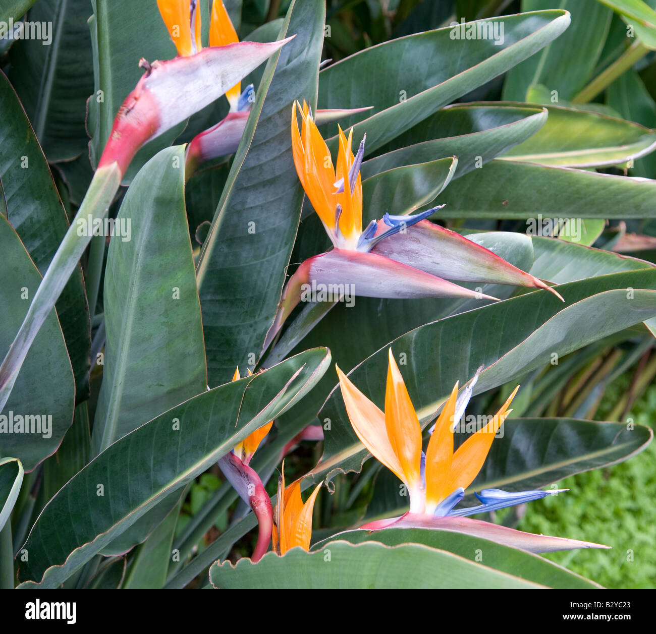 Strelitziabird of paradise hi-res stock photography and images - Alamy