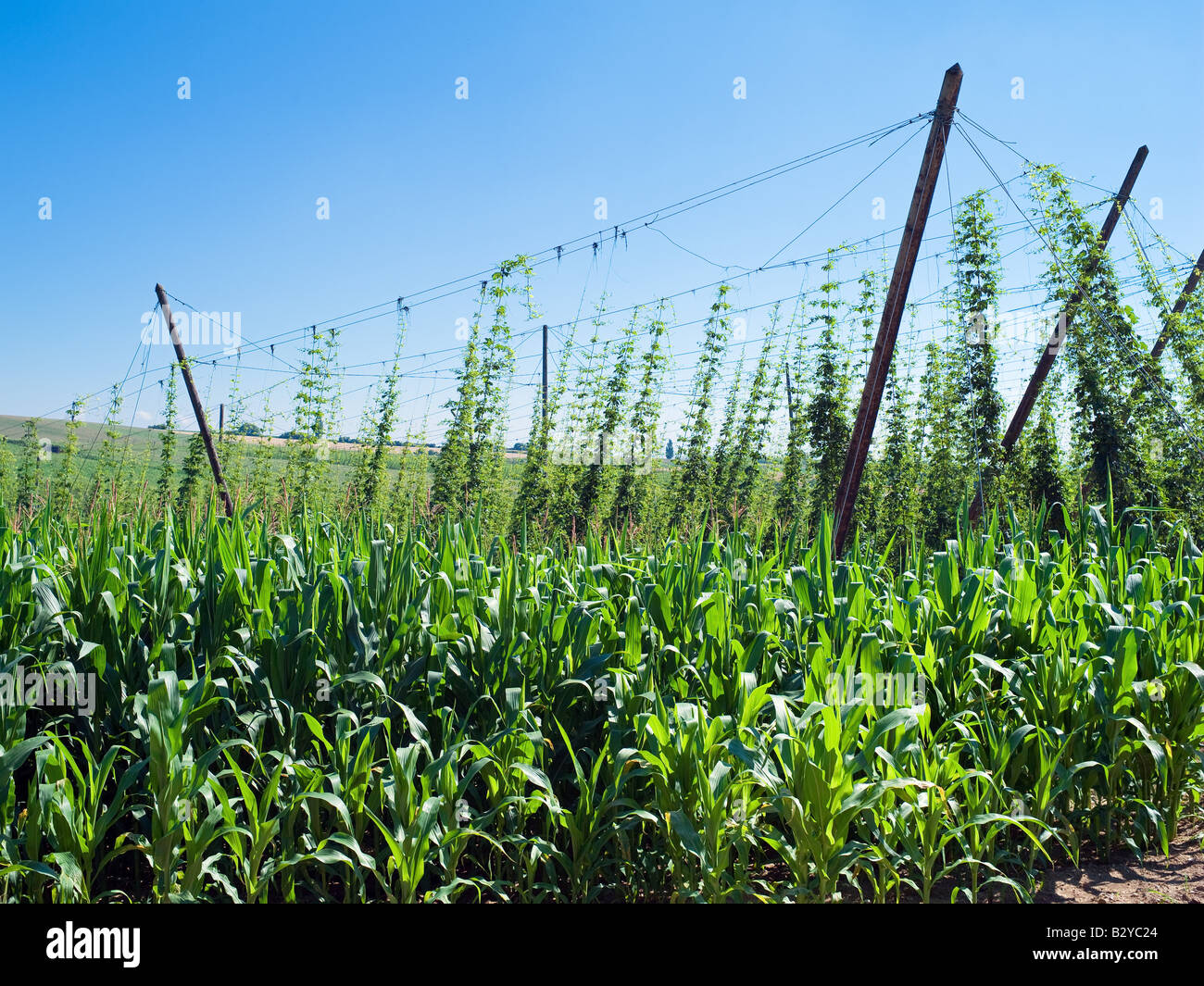 Hop corn hi-res stock photography and images - Alamy