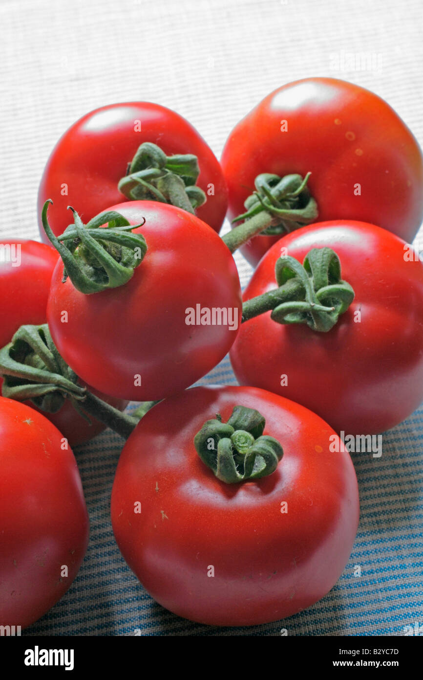 TOMATO FERLINE F1 VARIETY WITH SOME BLIGHT RESISTANCE Stock Photo - Alamy