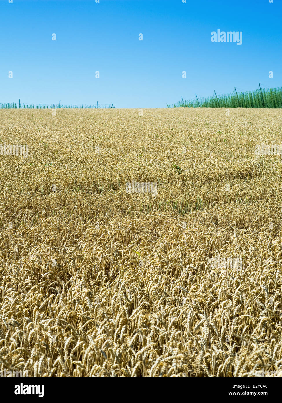 WHEAT FIELD ALSACE FRANCE Stock Photo - Alamy