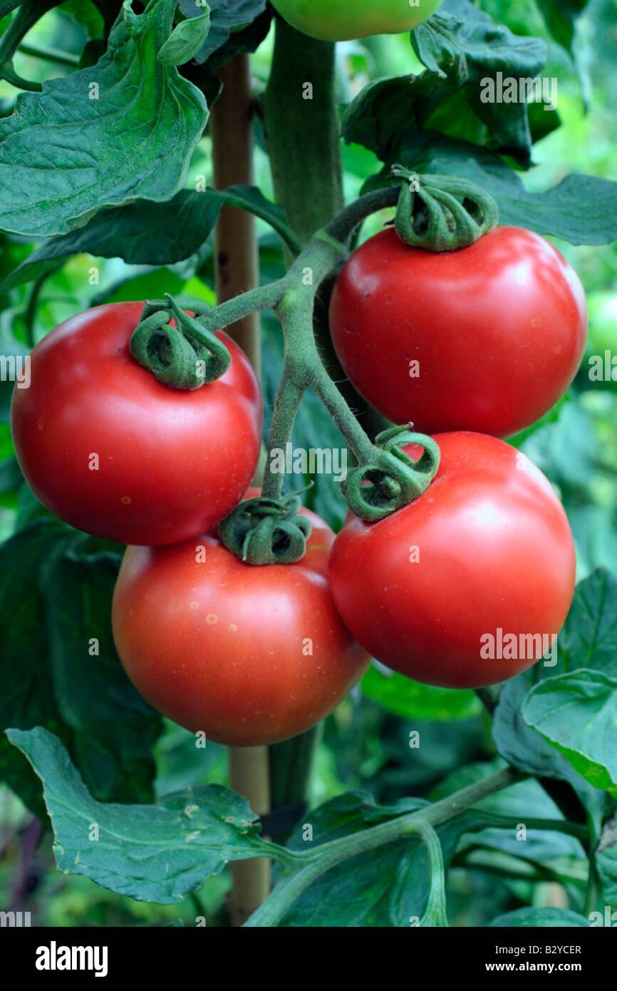 TOMATO FERLINE F1 VARIETY WITH SOME BLIGHT RESISTANCE Stock Photo - Alamy