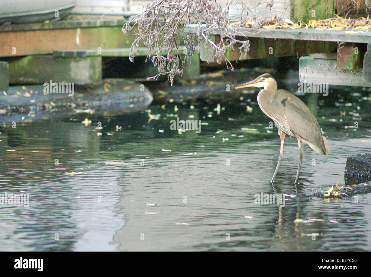 The Great Blue Heron stands fishing in Lake Union Seattle Washington ...