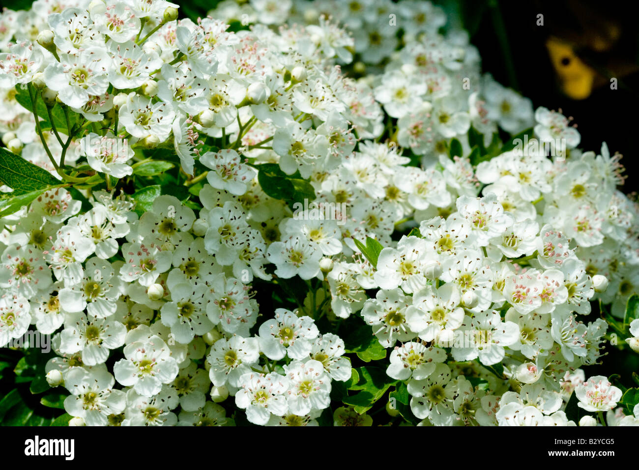 Blackthorn flowers hi-res stock photography and images - Alamy