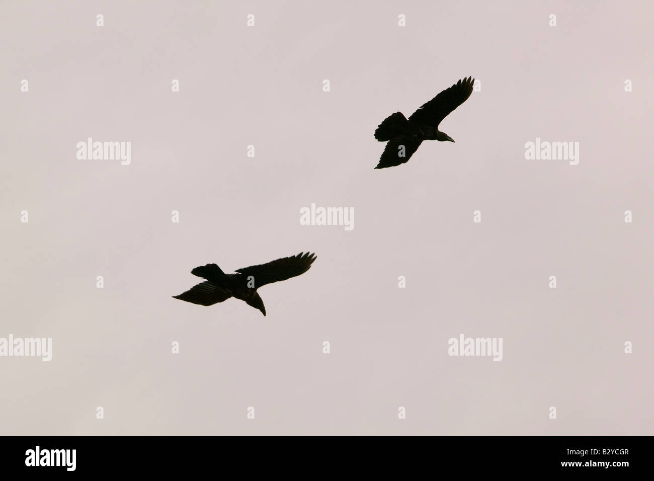 Ravens in Greenland Stock Photo - Alamy