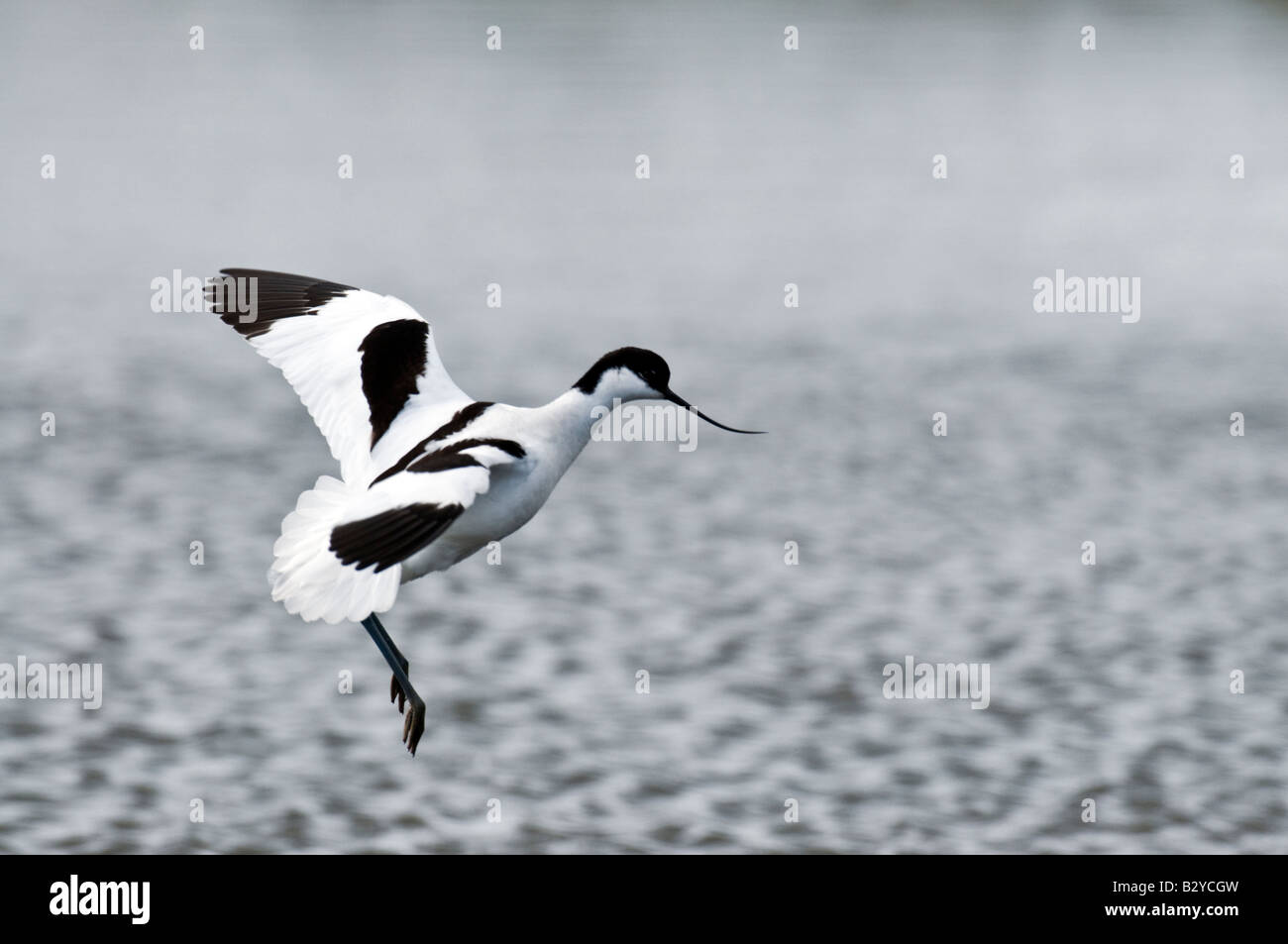 Avocet uk flying hi-res stock photography and images - Alamy