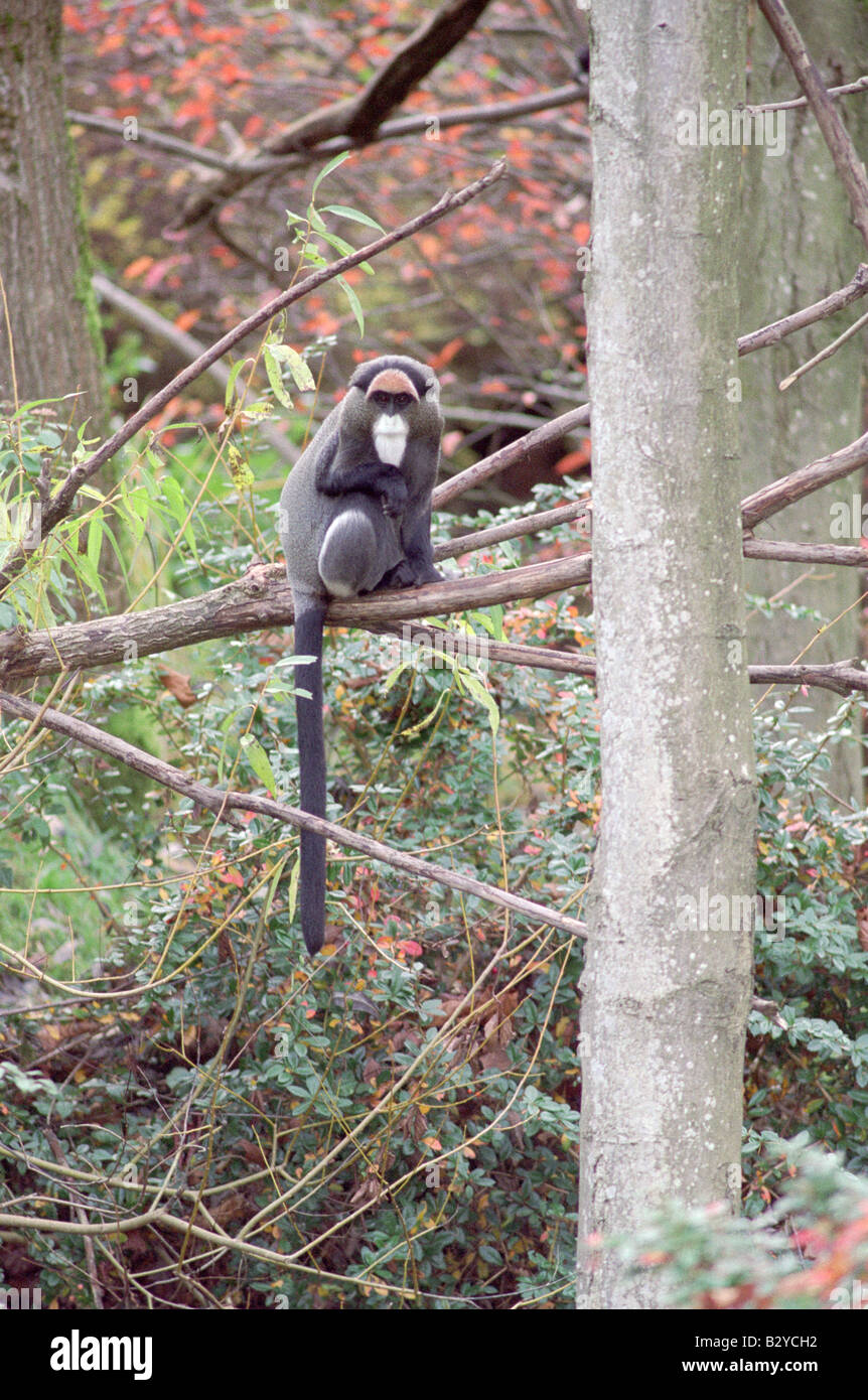 The guenons are the genus Cercopithecus of Old World monkeys Stock ...