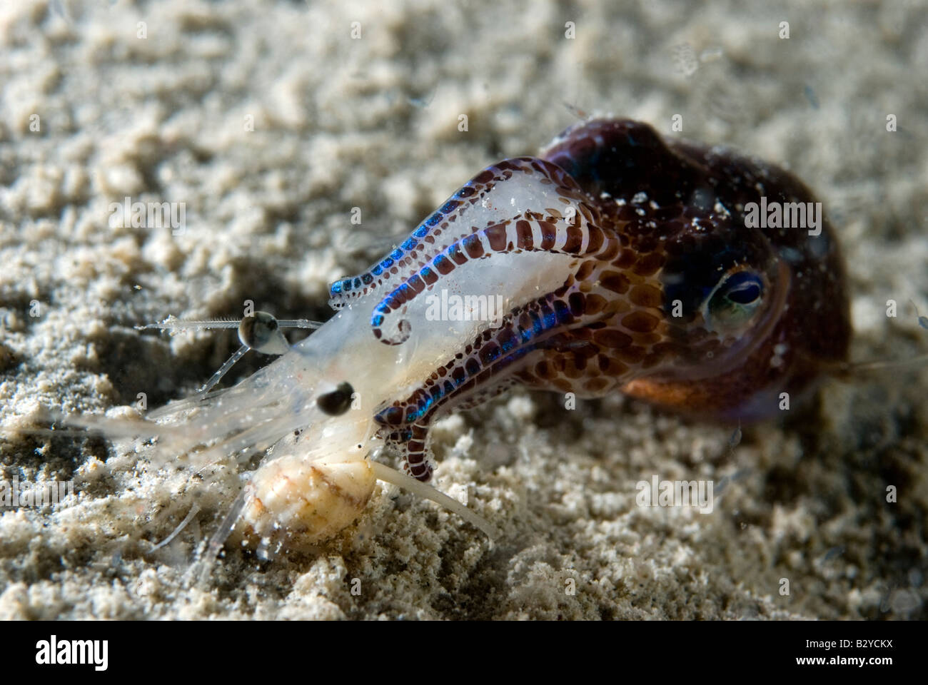 Sepiola hi-res stock photography and images - Alamy