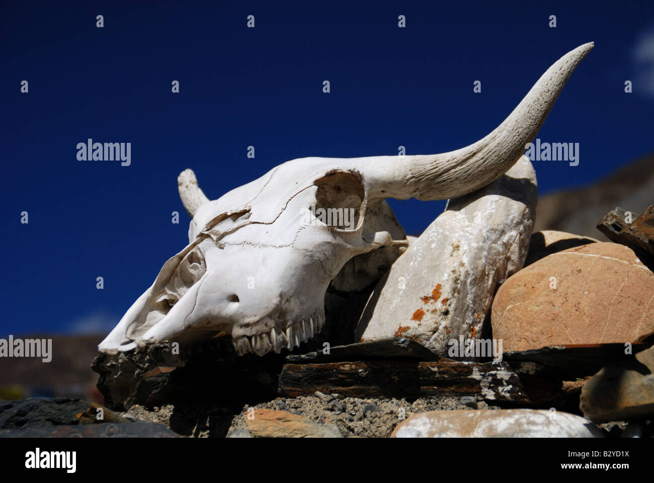 Yak symbol hi-res stock photography and images - Alamy
