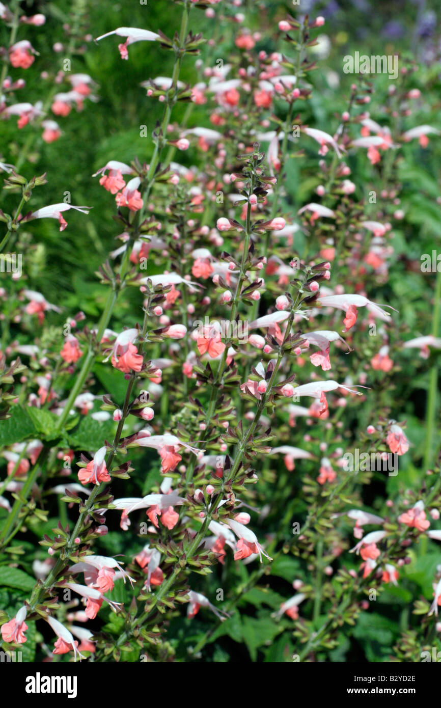 Coccinea summer hi-res stock photography and images - Alamy