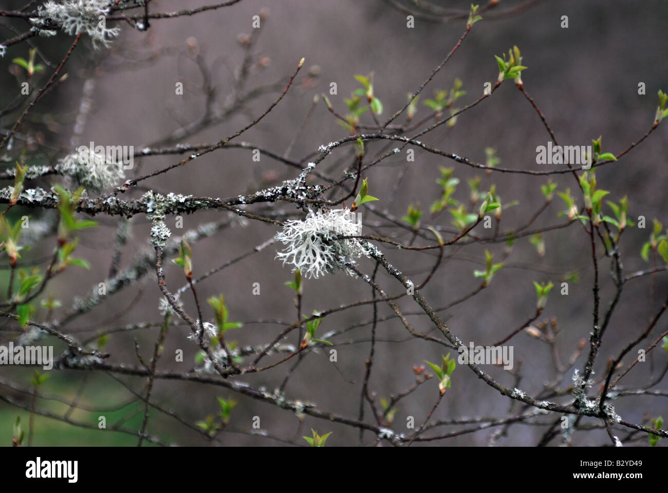 early signs of spring as buds start to appear on trees beside the river ...