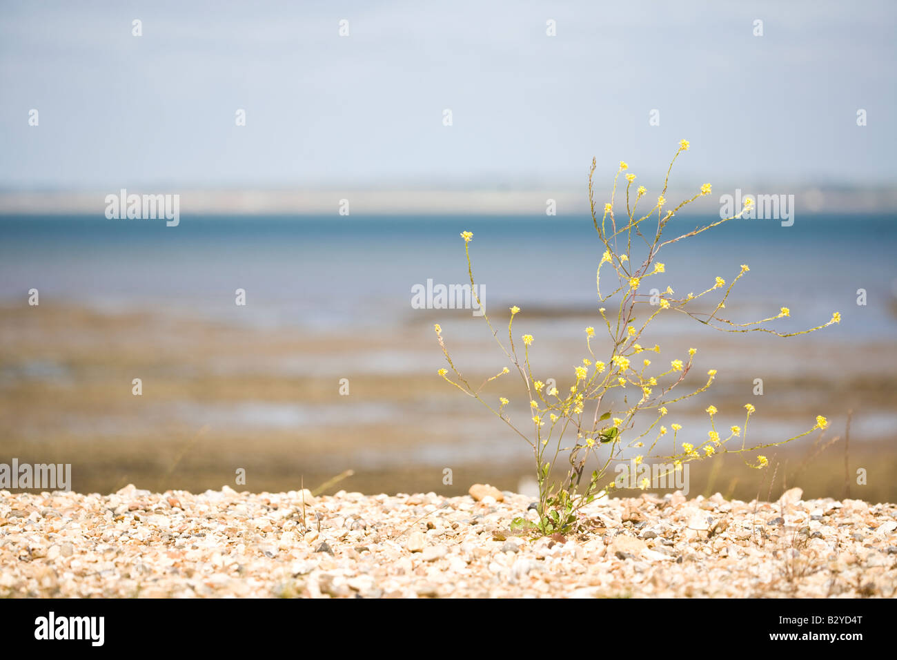 Lone plant growing on a stone beach Stock Photo - Alamy