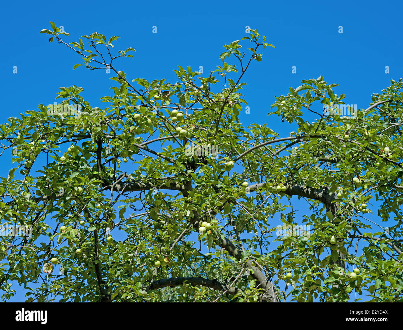 Apples growing france hi-res stock photography and images - Alamy