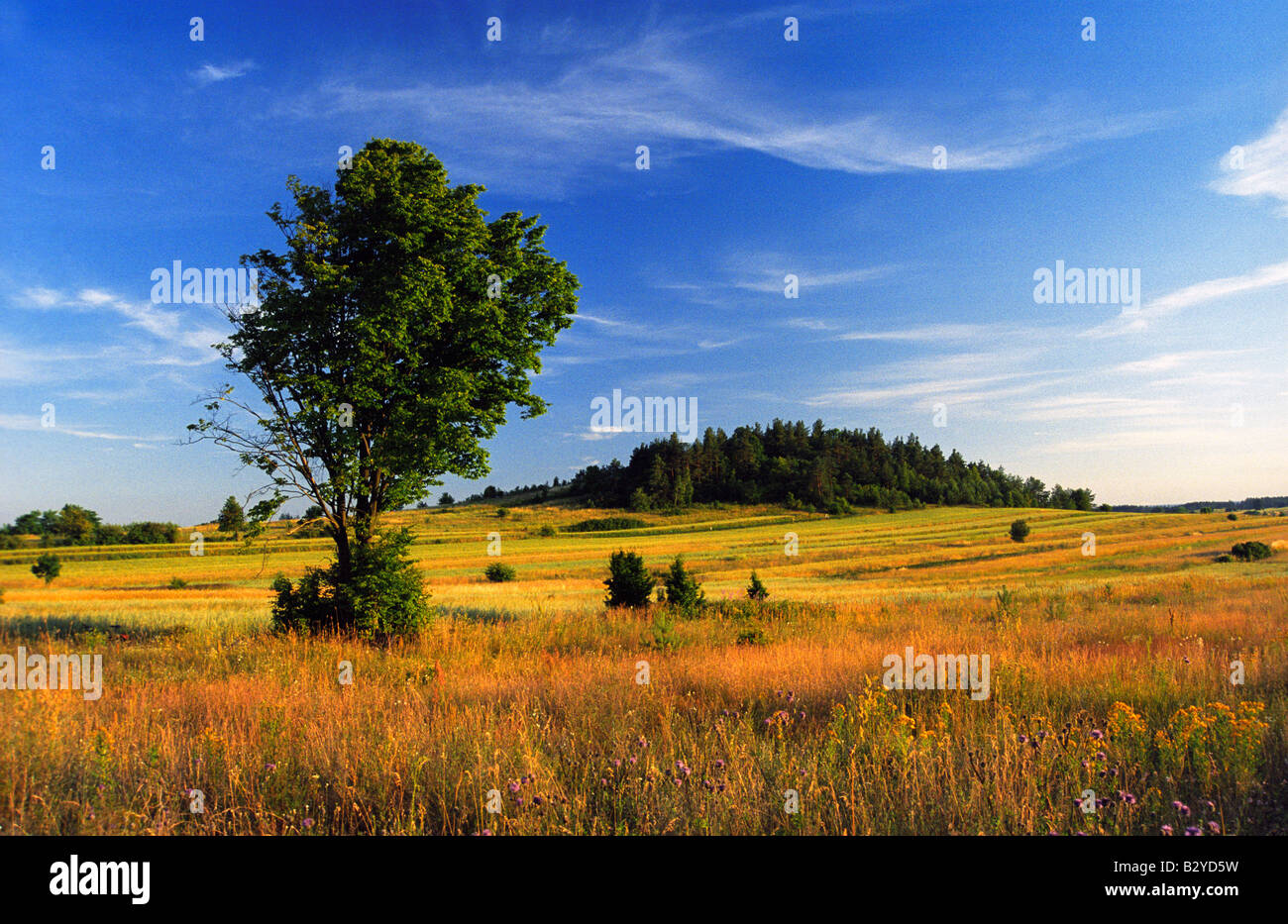 Polish Poland landscape scenery Stock Photo - Alamy