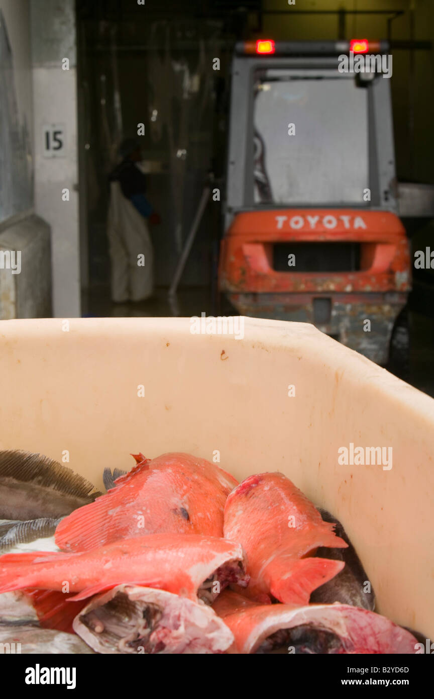 fish caught off Ilulissat in Greenland Stock Photo - Alamy