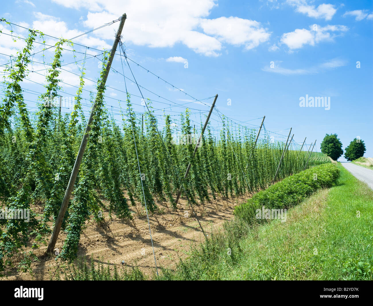 Hop count hi-res stock photography and images - Alamy