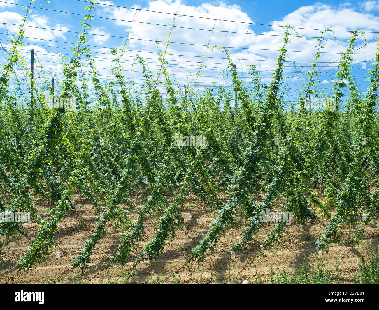 HOP FIELD ALSACE FRANCE Stock Photo - Alamy