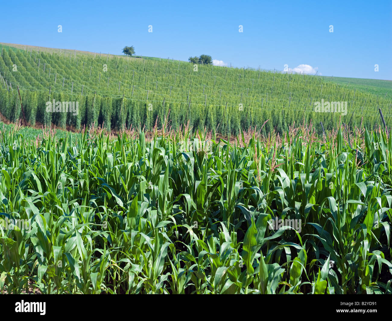 Hop Fields High Resolution Stock Photography and Images - Alamy