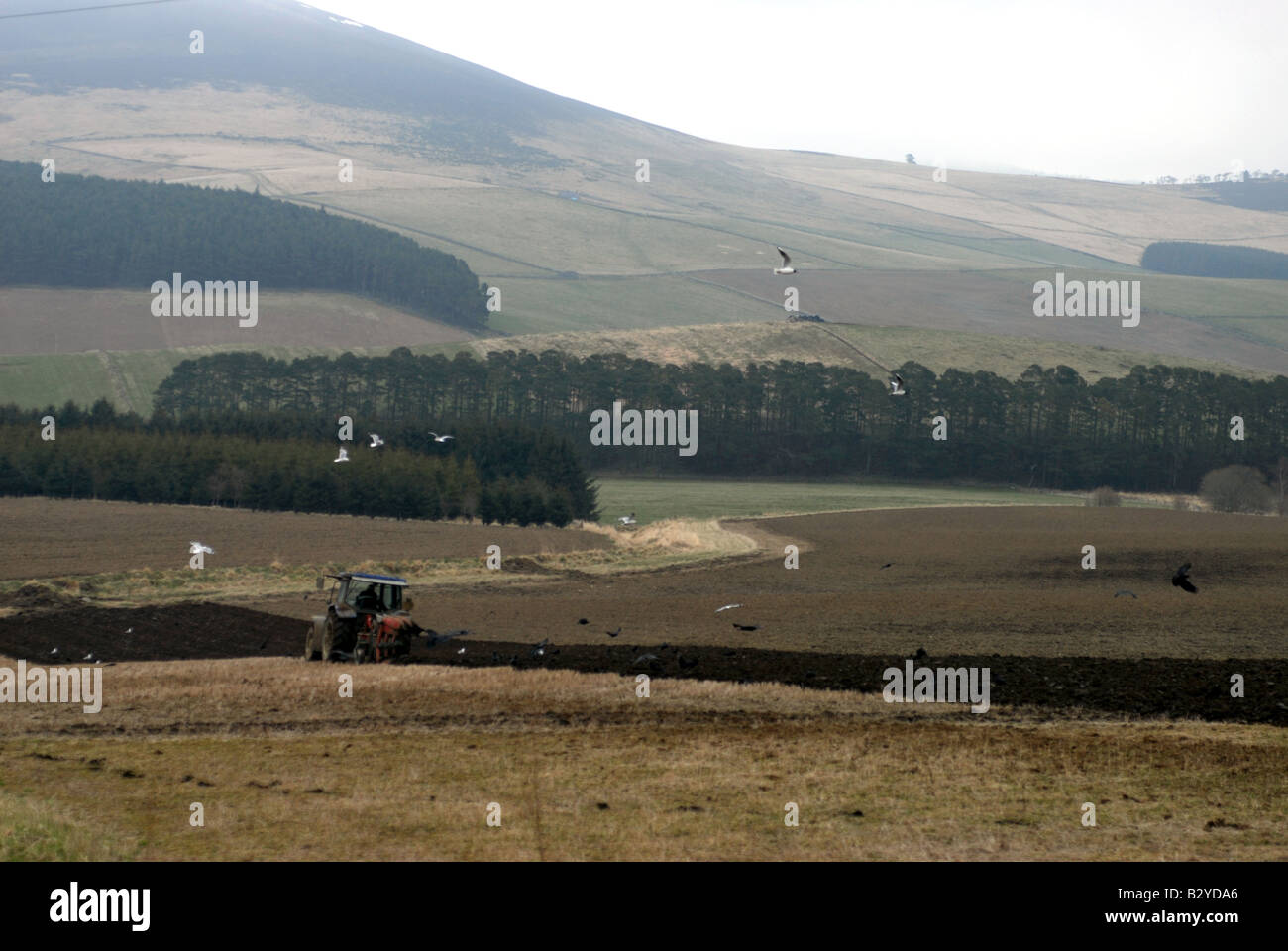 A farmer hard at work in the field ploughing in a remote Highland Glen ...
