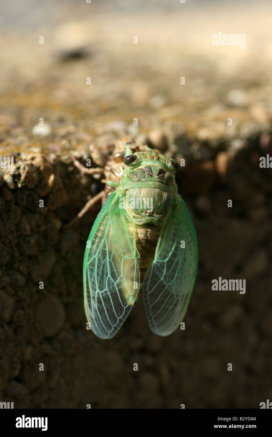 Cicada nymph hi-res stock photography and images - Alamy