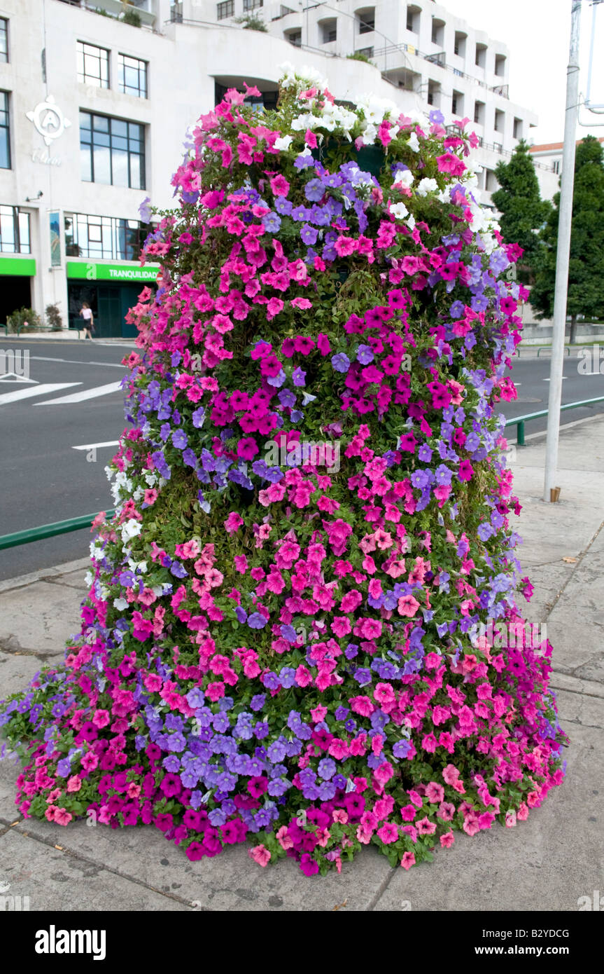 Petunia solonace floral mixed display Stock Photo - Alamy