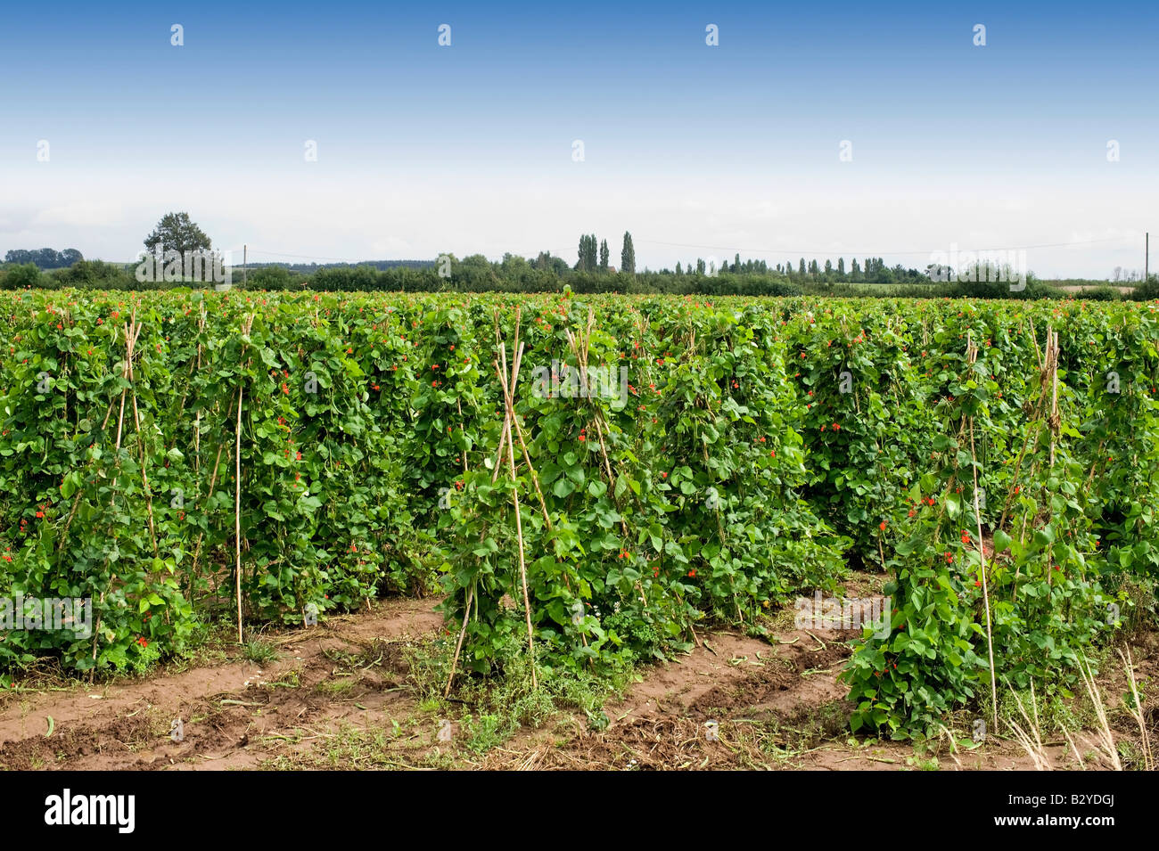 green kidney beans growing in a field Stock Photo - Alamy