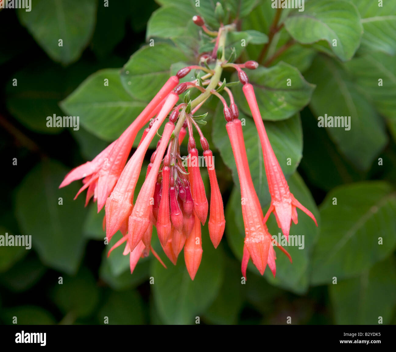 Fuchsia thalia hi-res stock photography and images - Alamy
