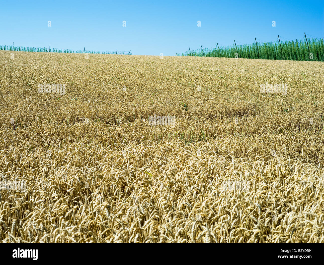 WHEAT FIELD ALSACE FRANCE Stock Photo - Alamy