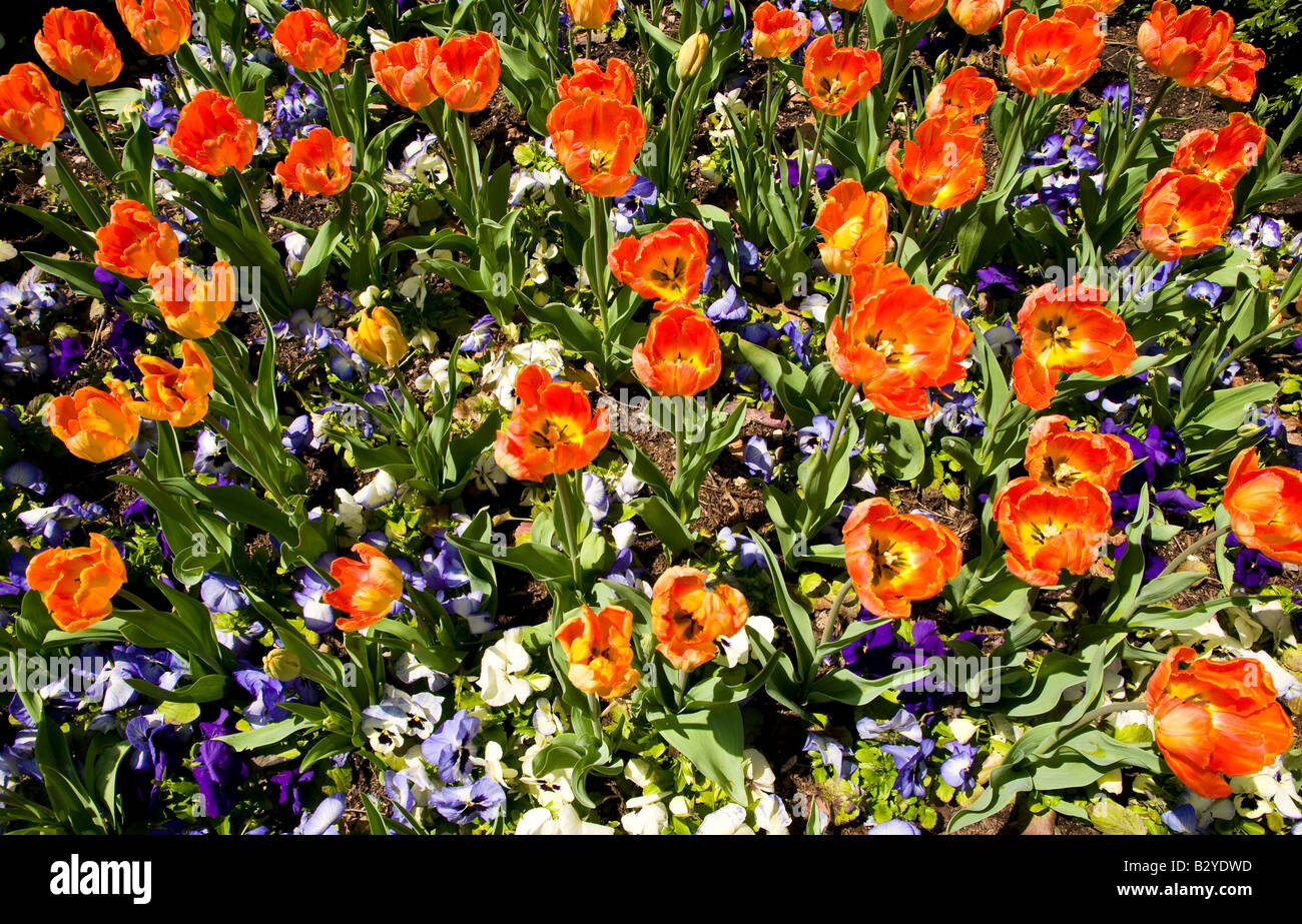Cluster of african violets hi-res stock photography and images - Alamy