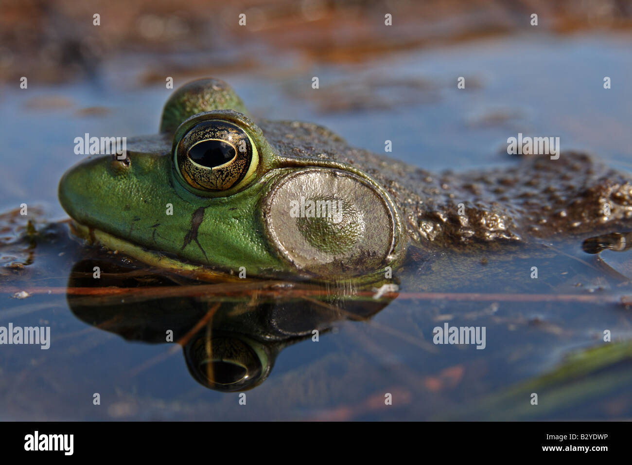 A Male Bullfrog in Ontario, Canada Stock Photo - Alamy