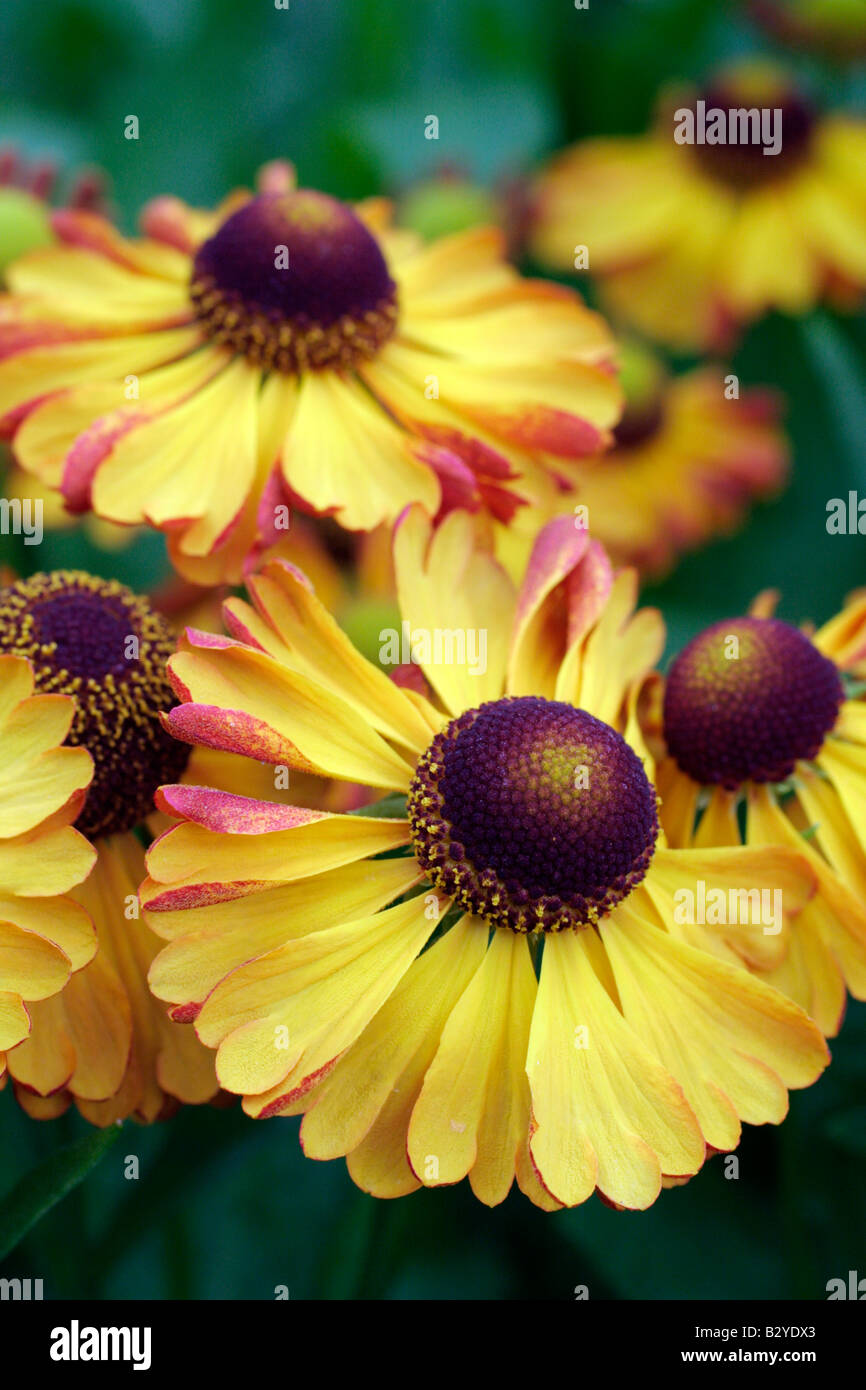 Gold helenium hi-res stock photography and images - Alamy