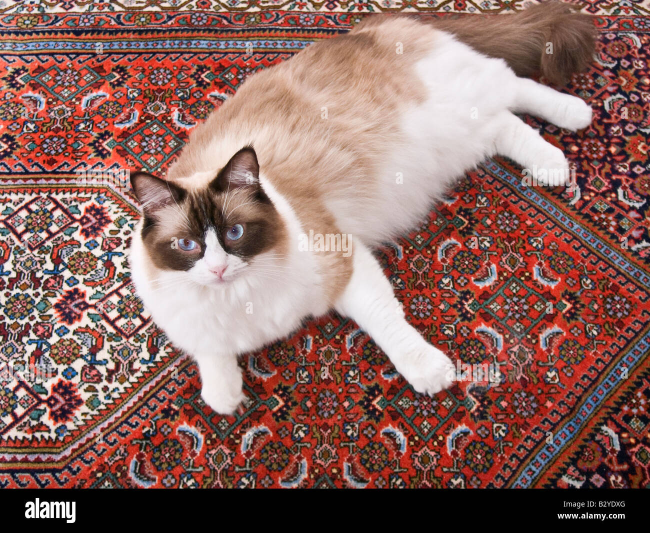 Ragdoll breed hi-res stock photography and images - Alamy