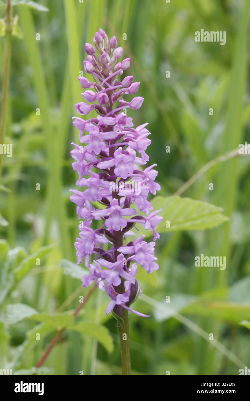 Marsh Fragrant Orchid gymnadenia densiflora formerly Dense-flowered ...