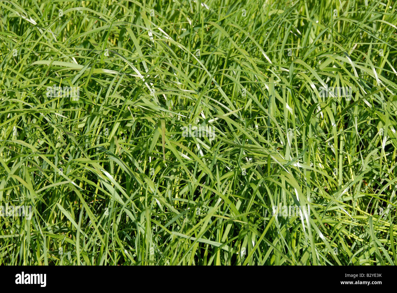 Natural grass background Stock Photo - Alamy