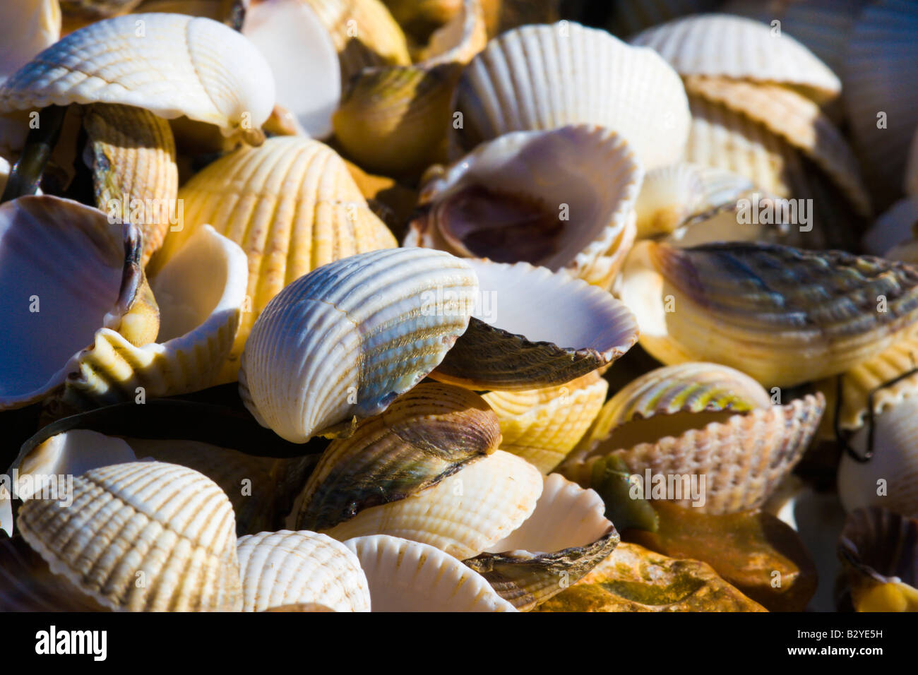 Shells at the Seaside Stock Photo - Alamy