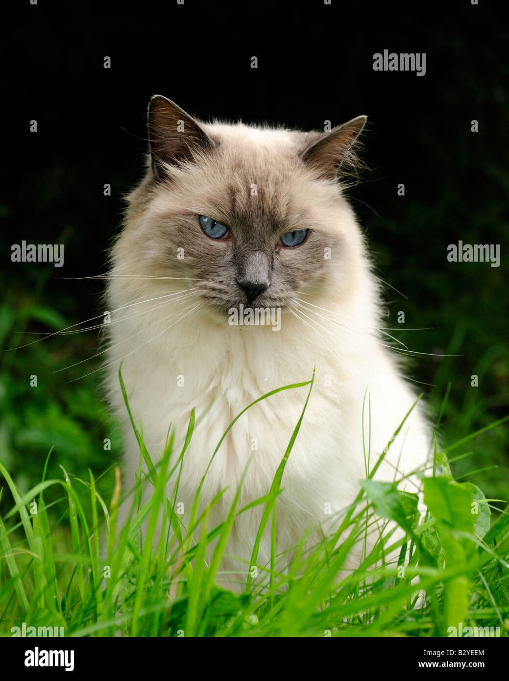 Siamese cat hi-res stock photography and images - Alamy