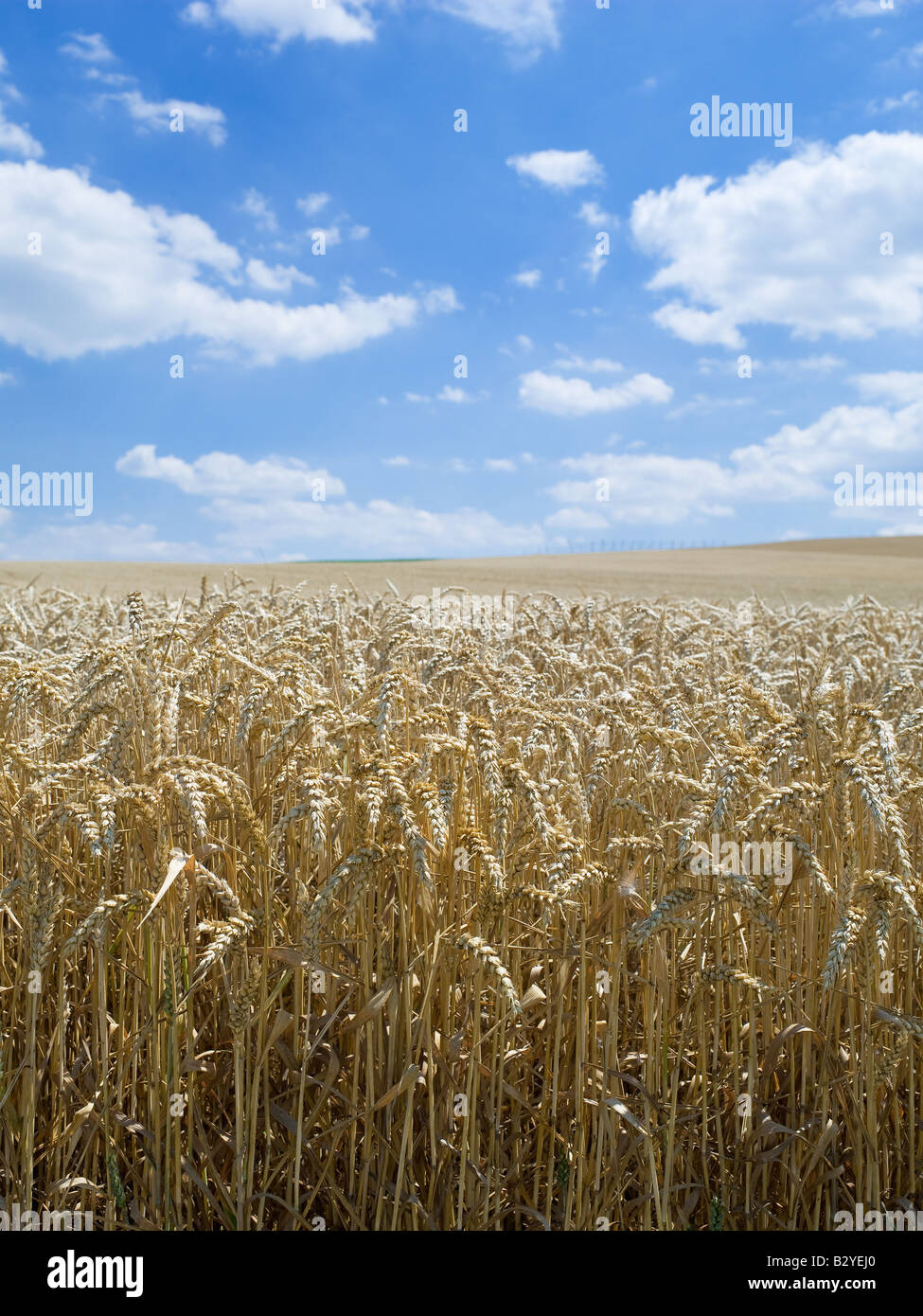 WHEAT FIELD ALSACE FRANCE Stock Photo - Alamy
