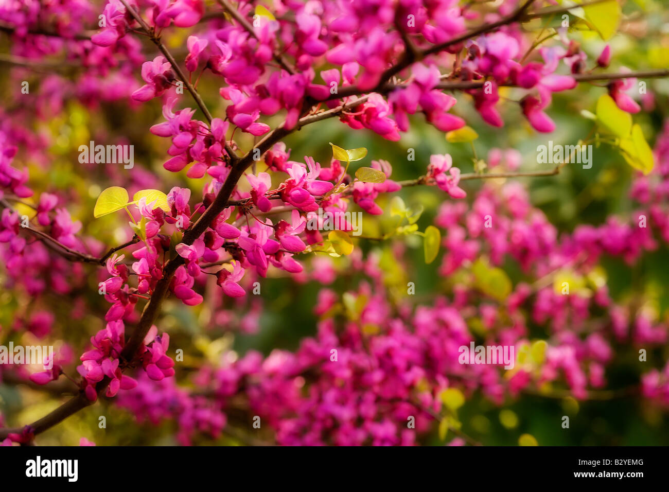 Redbud grows in abundance in late March and early April in the Merced ...