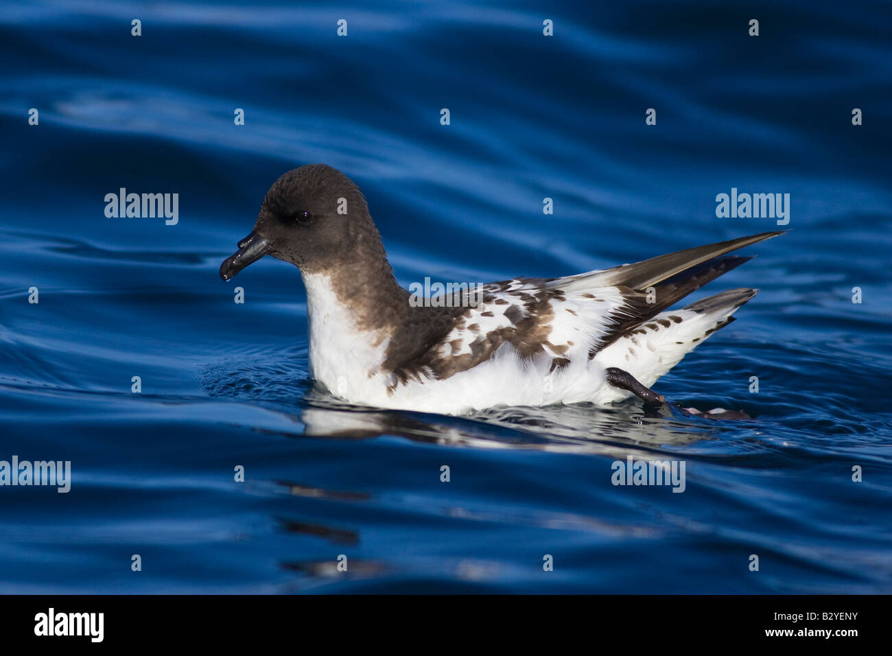 Cape Petrel (Daption capense australe) swimming on sea Stock Photo - Alamy