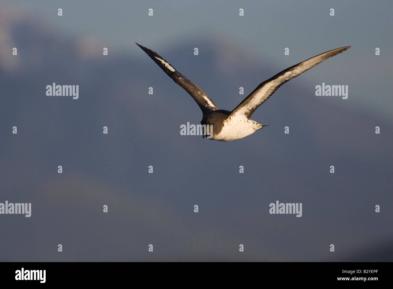 Cape Petrel (Daption capense) in flight with Kaikoura mountains in the ...