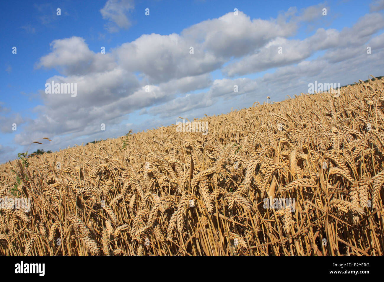 barley fields ready for harvest county of essex summer england uk gb ...