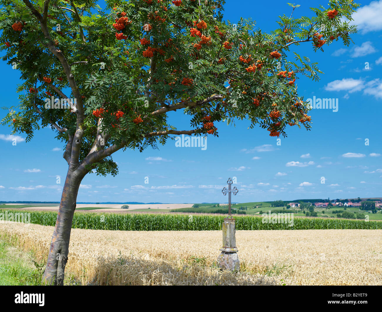 ROWAN TREE WITH BERRIES AND WROUGHT IRON CROSS IN WHEAT FIELD ALSACE ...