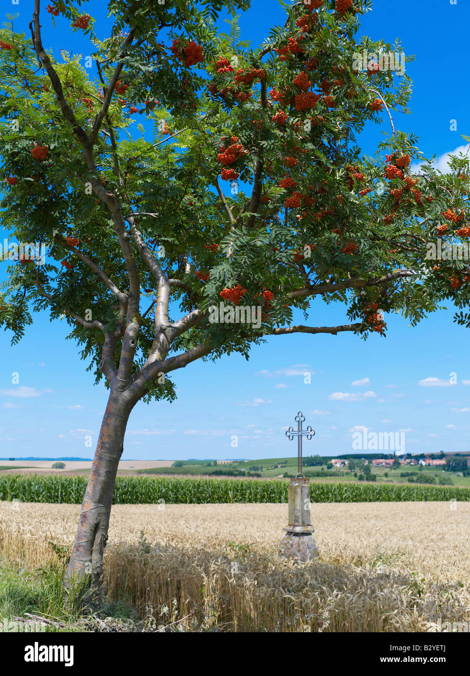 Rowan cross hi-res stock photography and images - Alamy