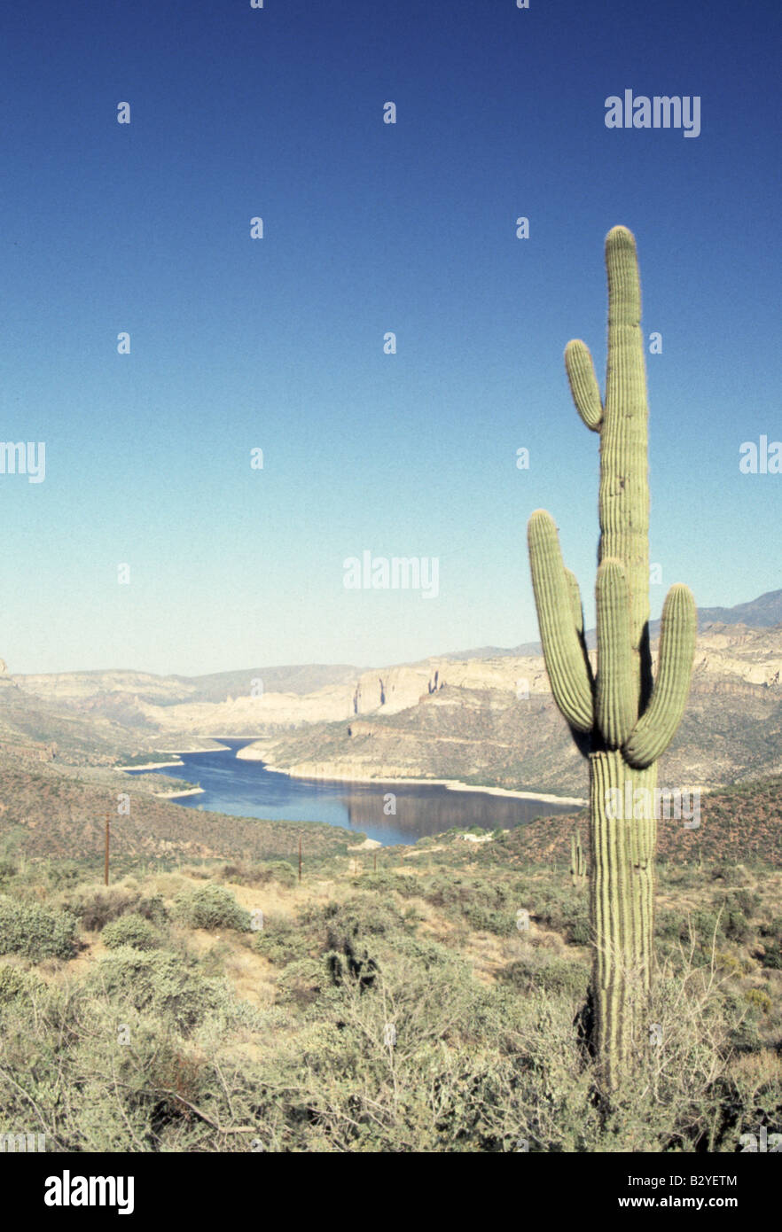 Saguaro National Monument Cactus Landscape Arizona Stock Photo - Alamy